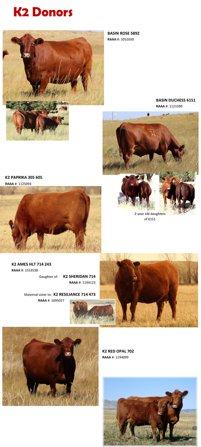 Semen/Embryos | K2 Red Angus