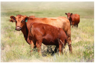 Females - K2 Red Angus