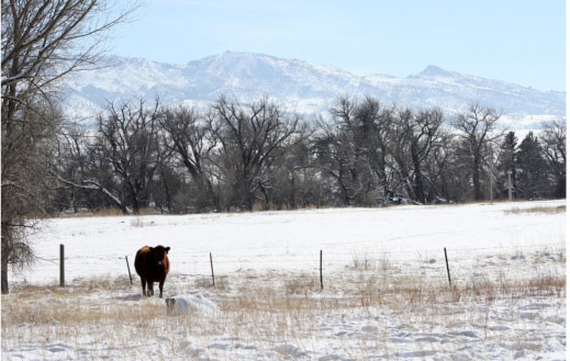 About | K2 Red Angus