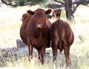 About | K2 Red Angus