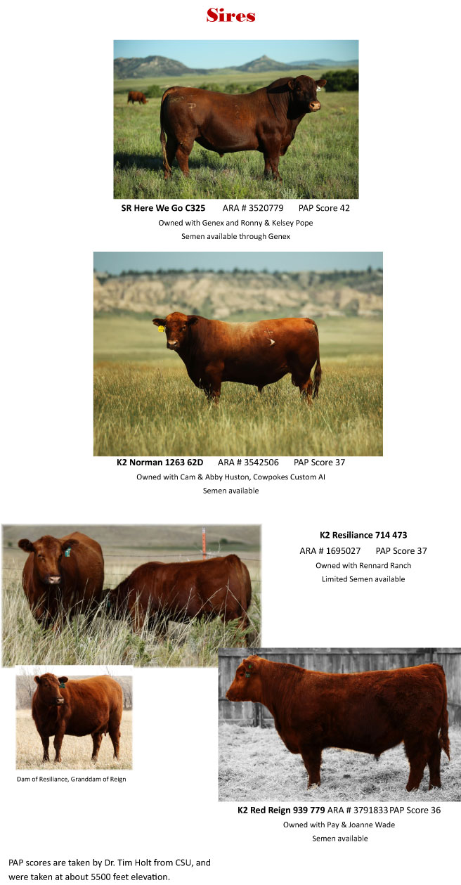 Semen/Embryos | K2 Red Angus