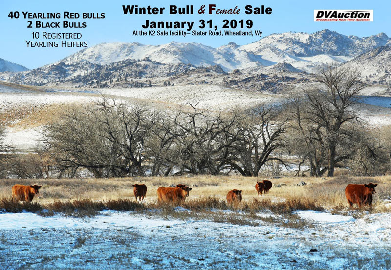K2 Red Angus Cattle in Wheatland, WY - Click to view our Cattle sales