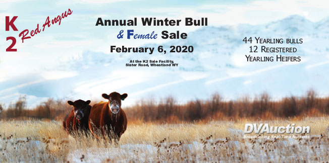 K2 Red Angus Cattle in Wheatland, WY - Click to view our Cattle sales