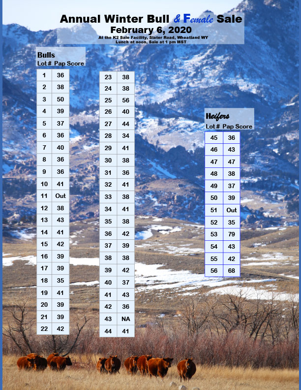 K2 Red Angus Cattle in Wheatland, WY - Click to view our Cattle sales