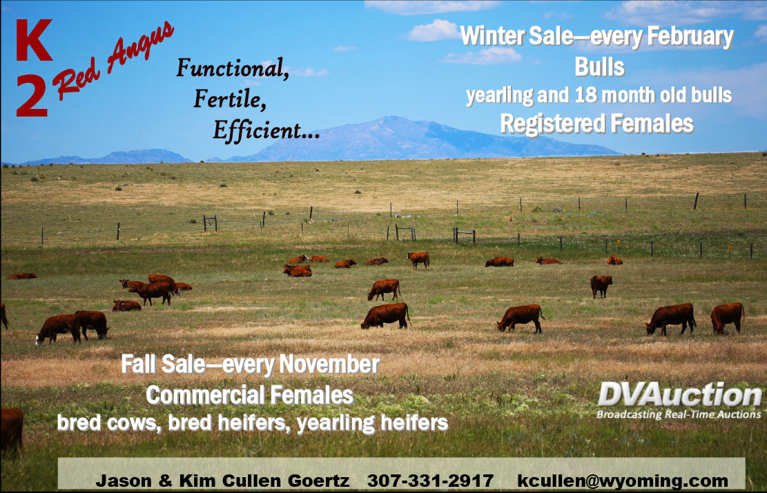 K2 Red Angus Cattle in Wheatland, WY - Click to view our Cattle sales