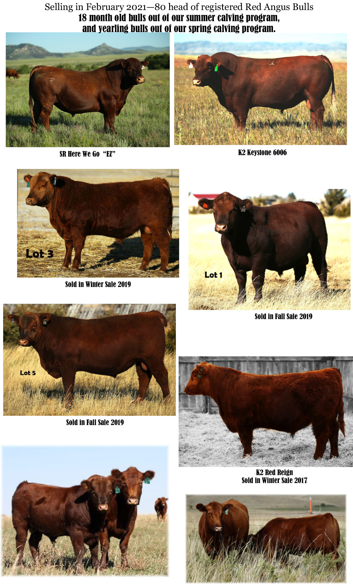 Bulls - K2 Red Angus
