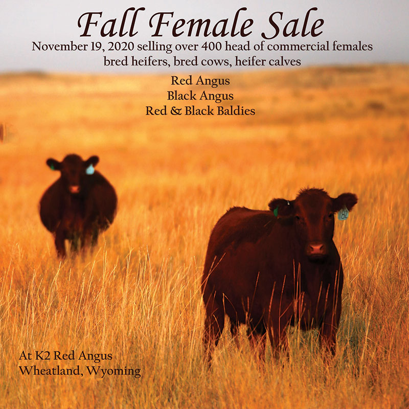 Females - K2 Red Angus
