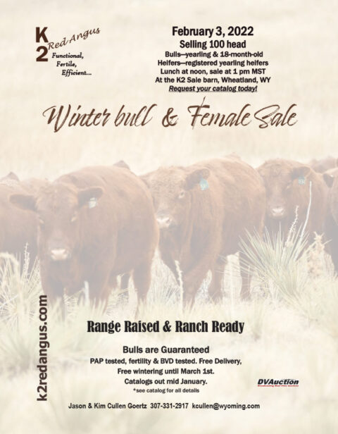 Females - K2 Red Angus